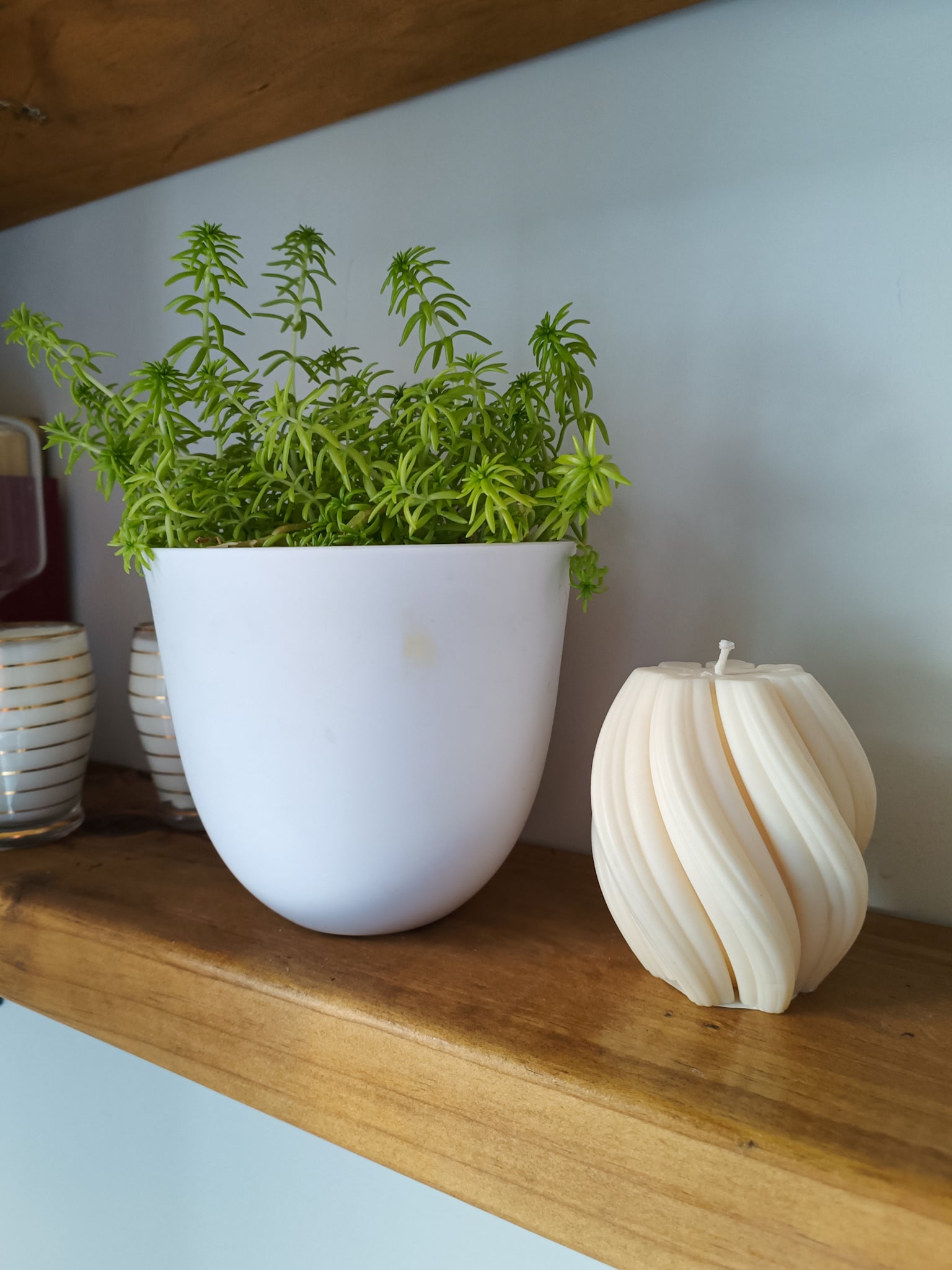 Sedum Lineare | Indoor Plant – Koa Kandles