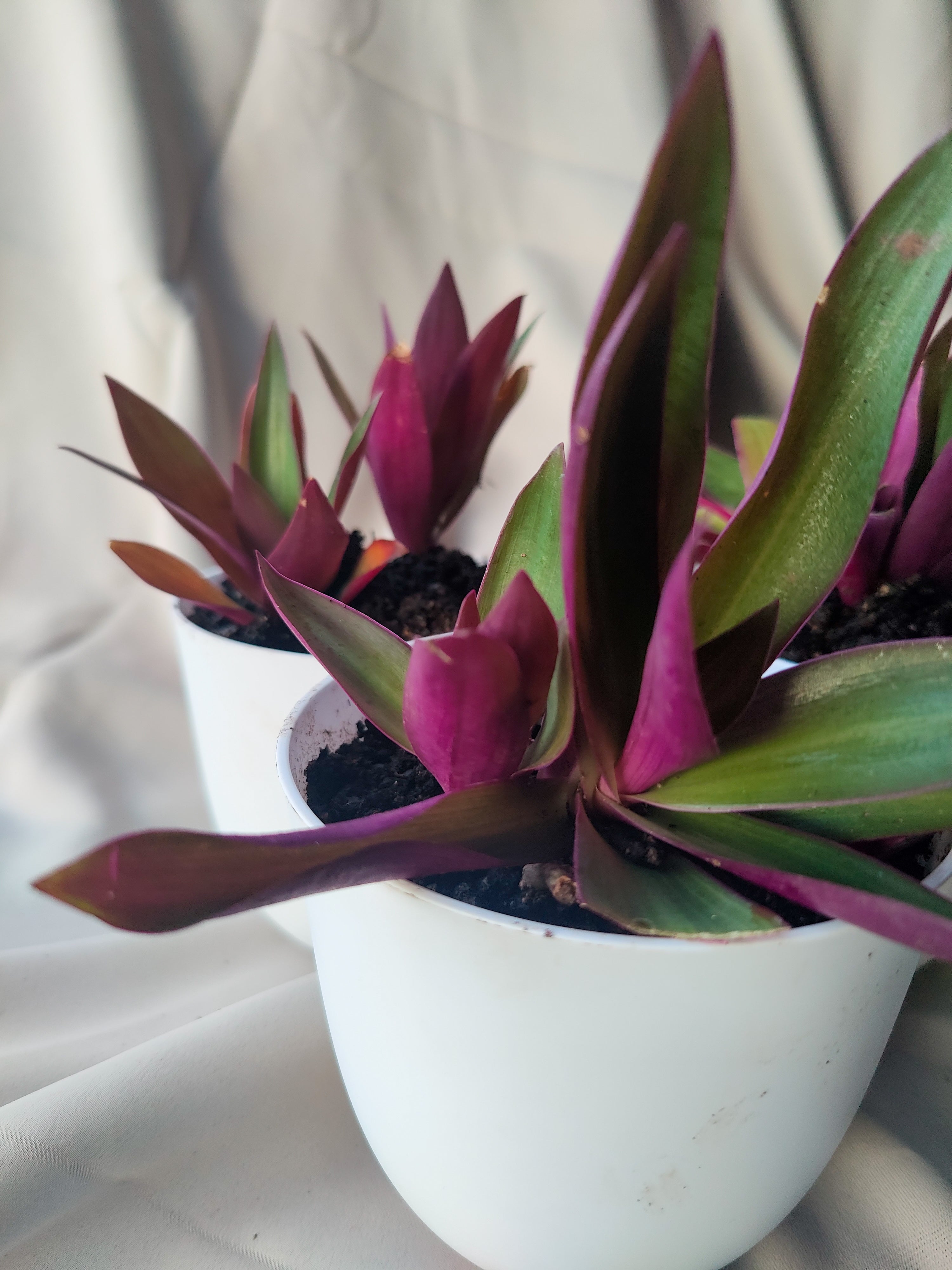 Purple Queen | Indoor Plant – Koa Kandles