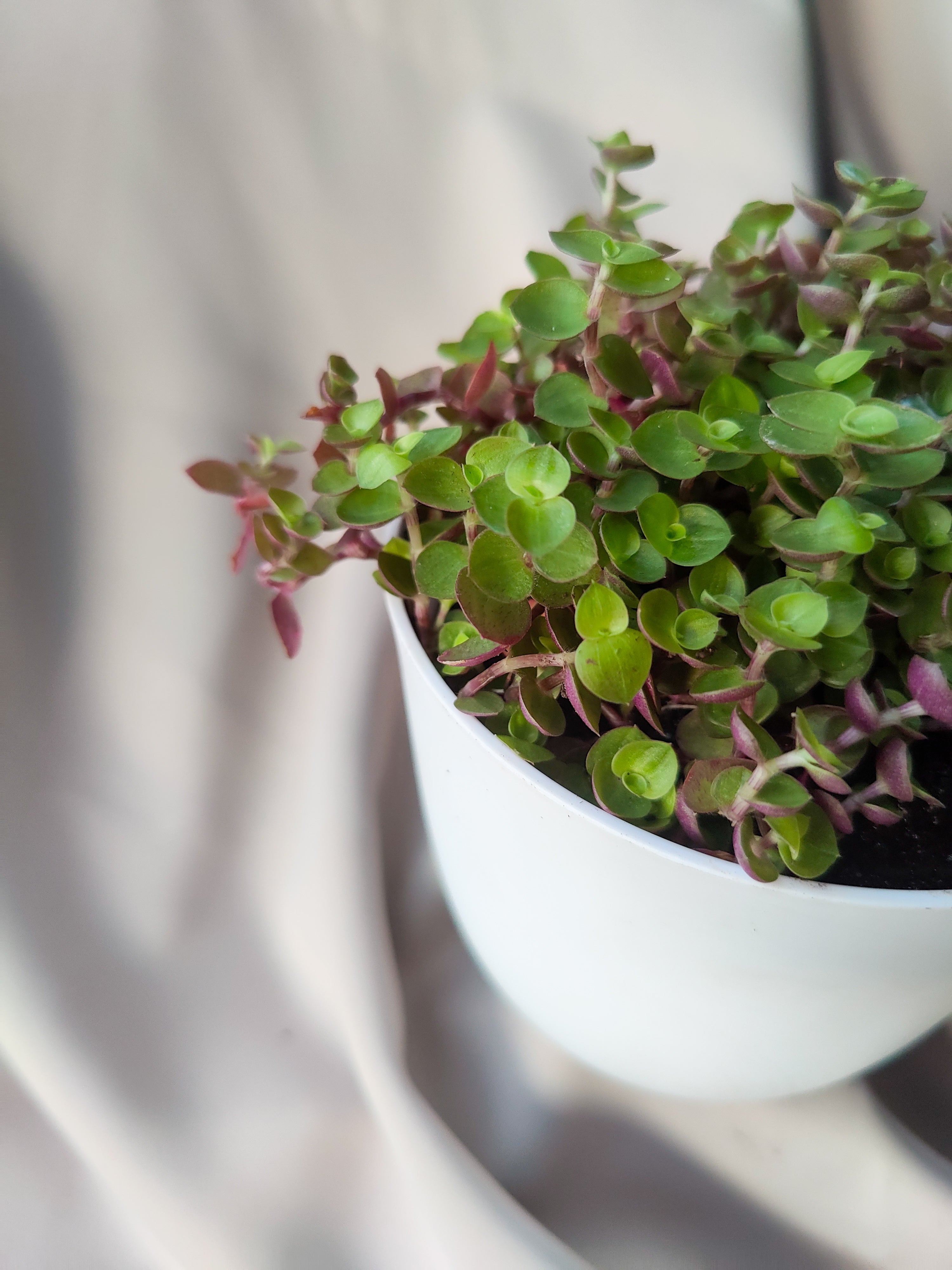 Bubbles | Indoor Plant – Koa Kandles