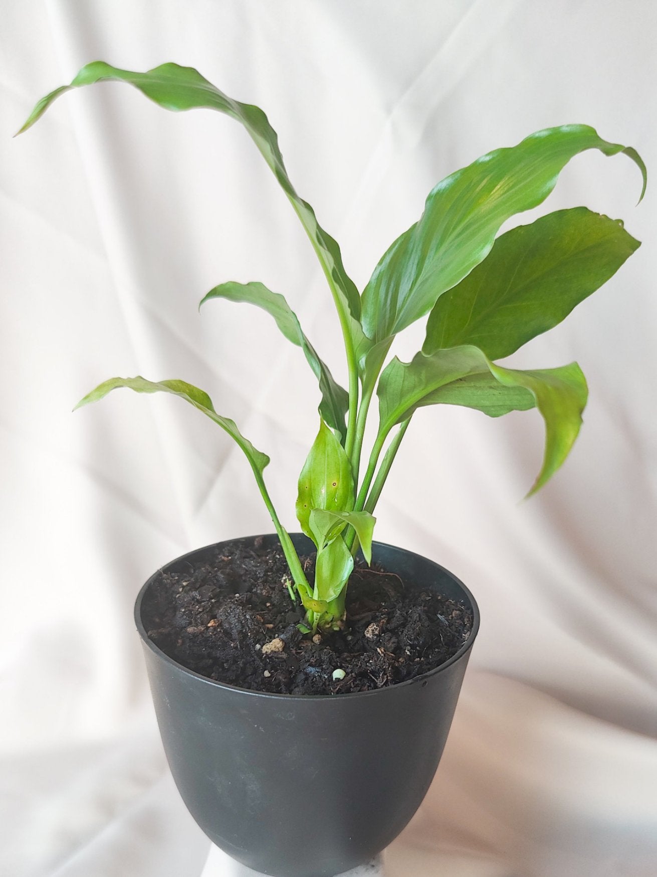 Peace Lily | Indoor Plant – Koa Kandles