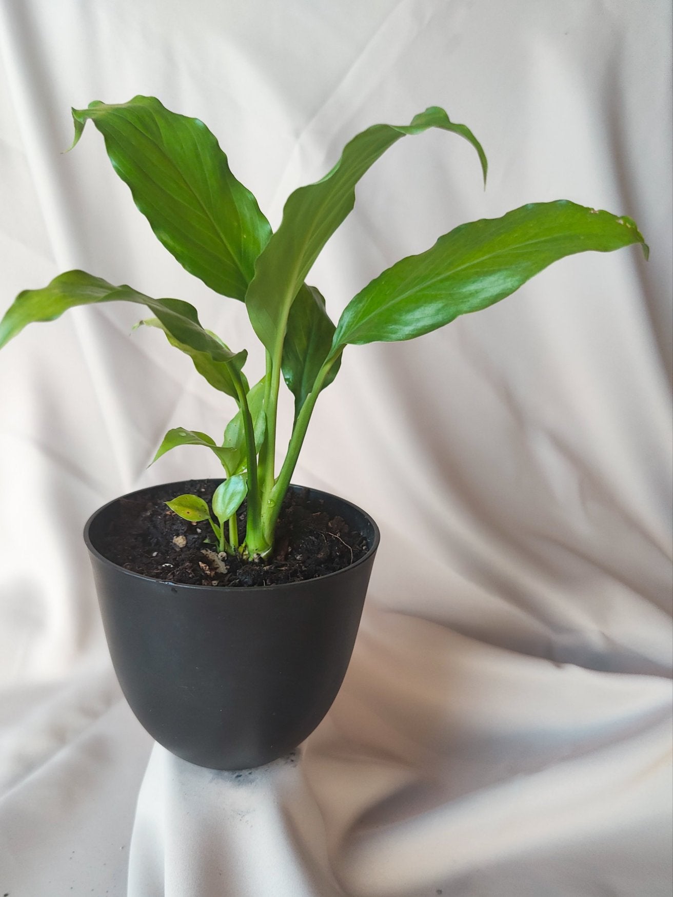 Peace Lily | Indoor Plant – Koa Kandles