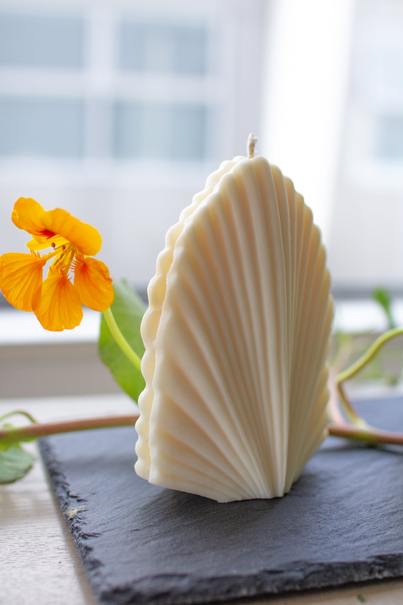 Shelly Shell-Shaped Candle | Handmade, Vegan Soy Wax, Unscented | Koa ...