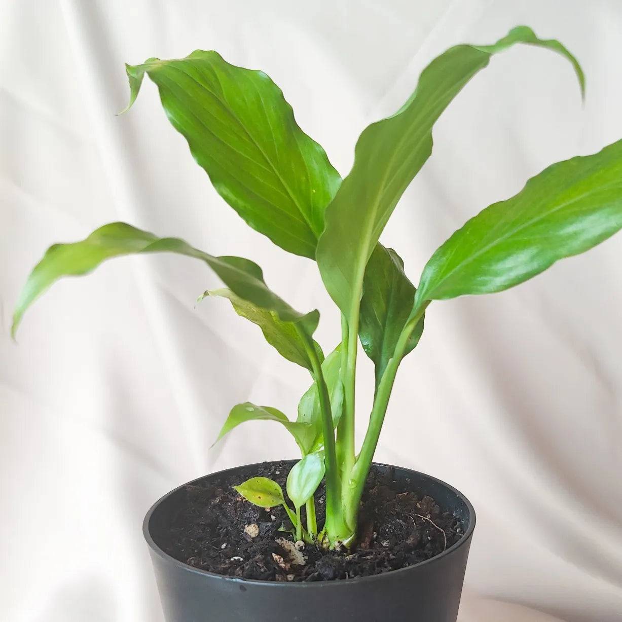 Peace Lily | Indoor Plant – Koa Kandles